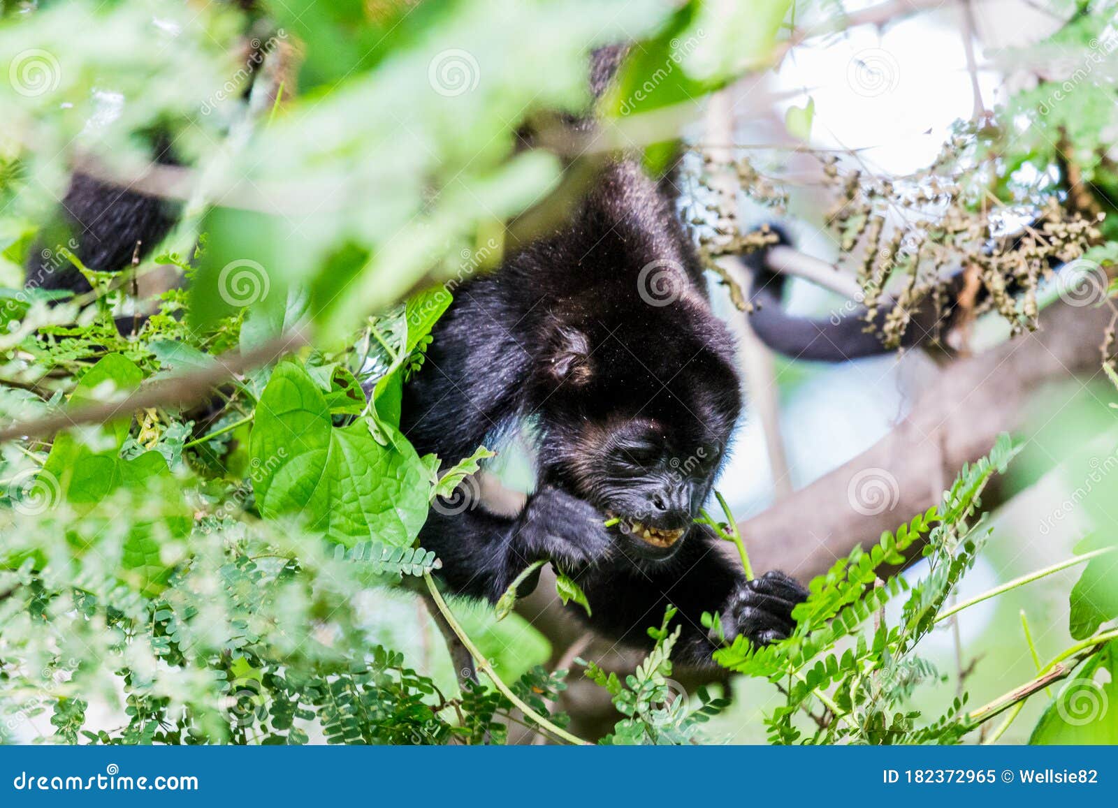 Howler Monkey Pulling Leaves Off with Its Teeth Stock Image - Image of ...
