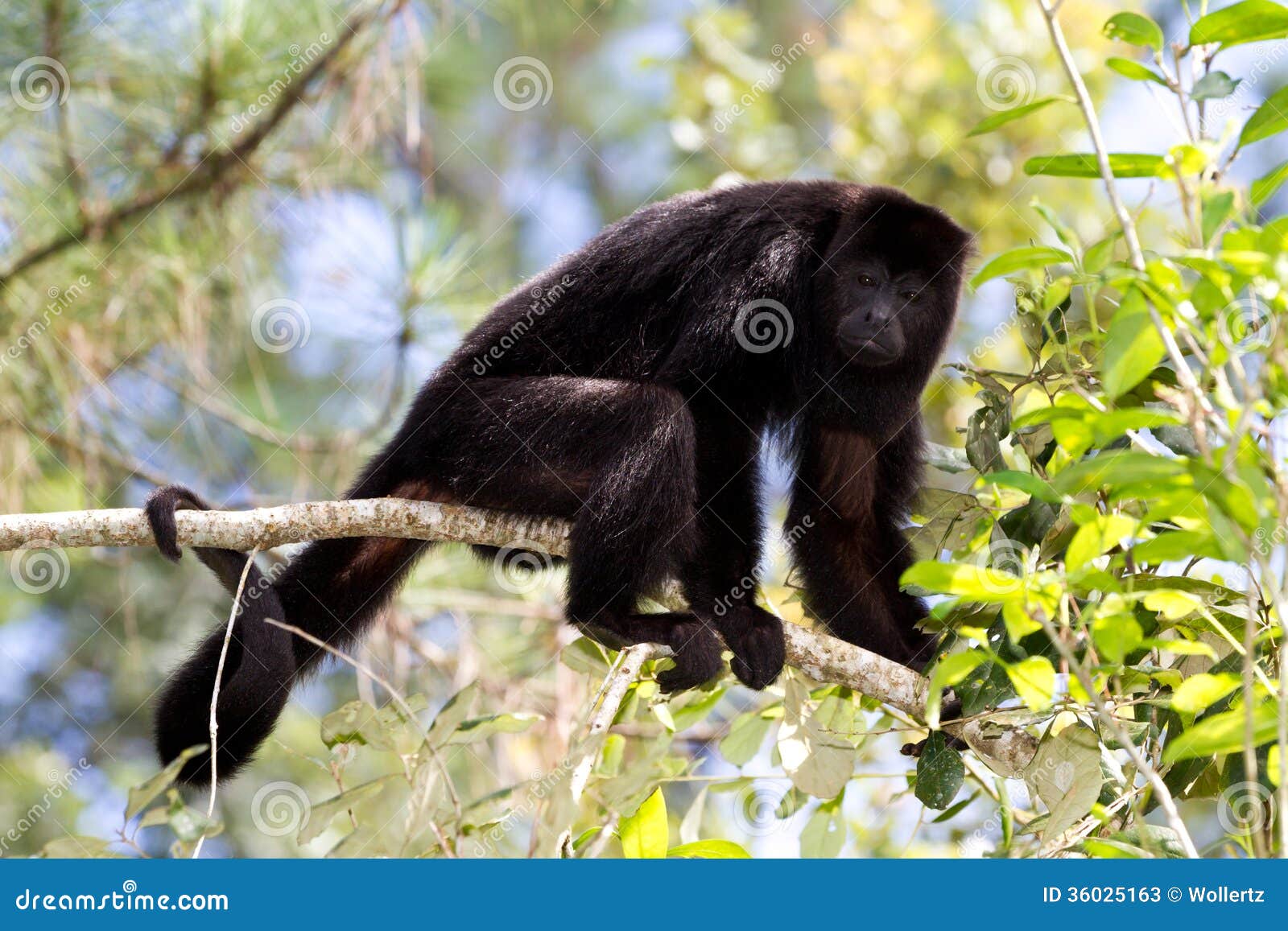 Howler monkey stock image. Image of green, face, brown - 36025163