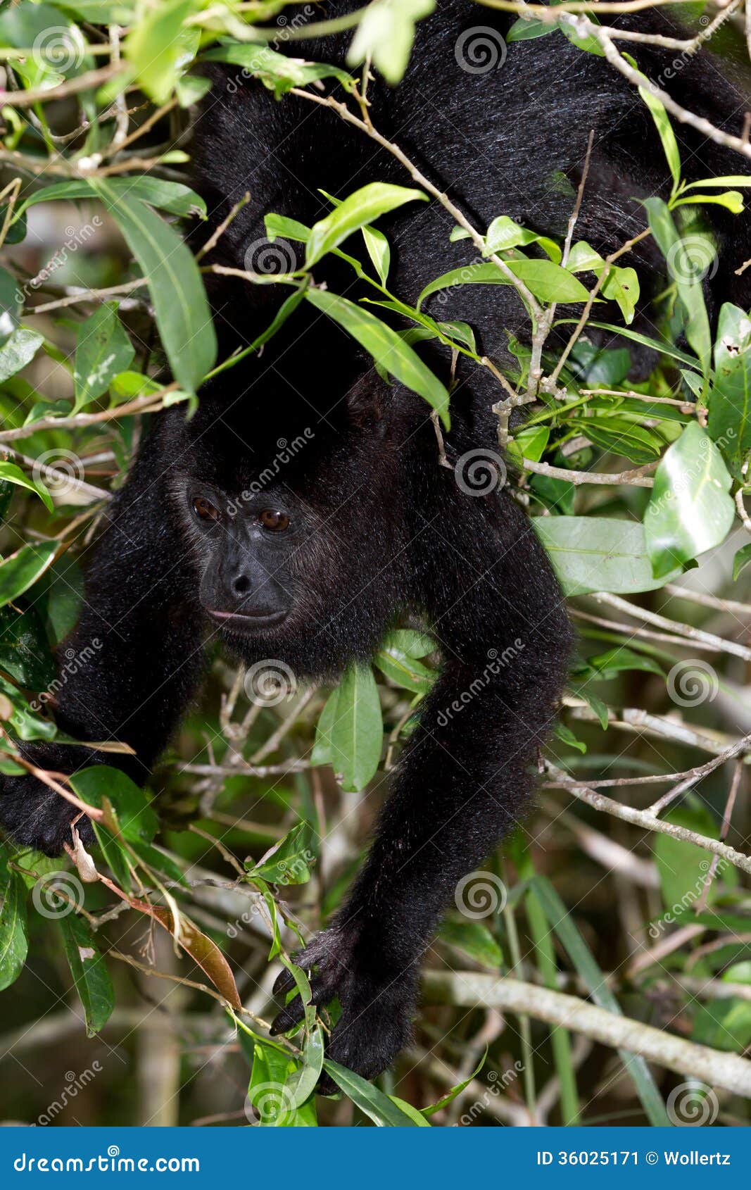 Howler monkey stock image. Image of jungle, cute, forest - 36025171