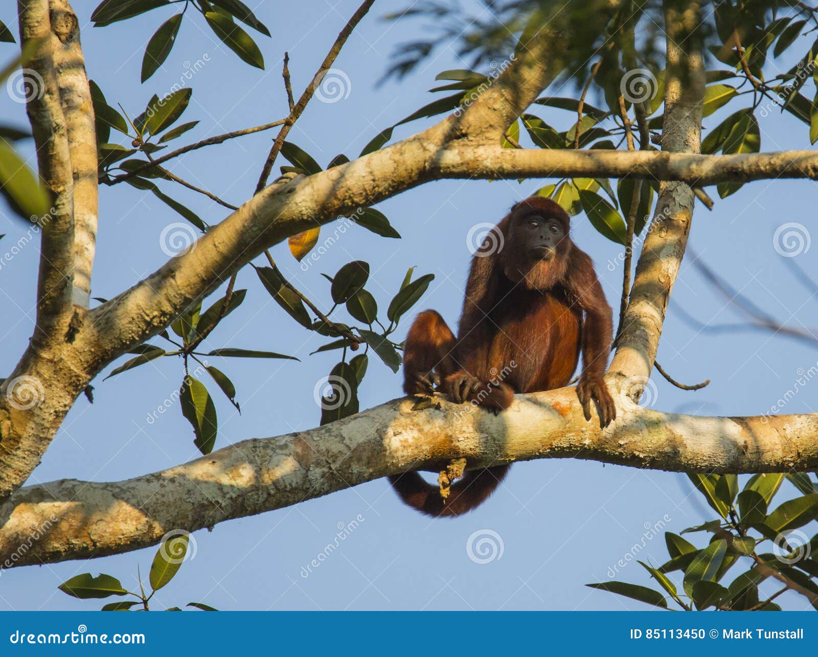 Howler Monkey stock photo. Image of jungle, howler, sitting - 85113450