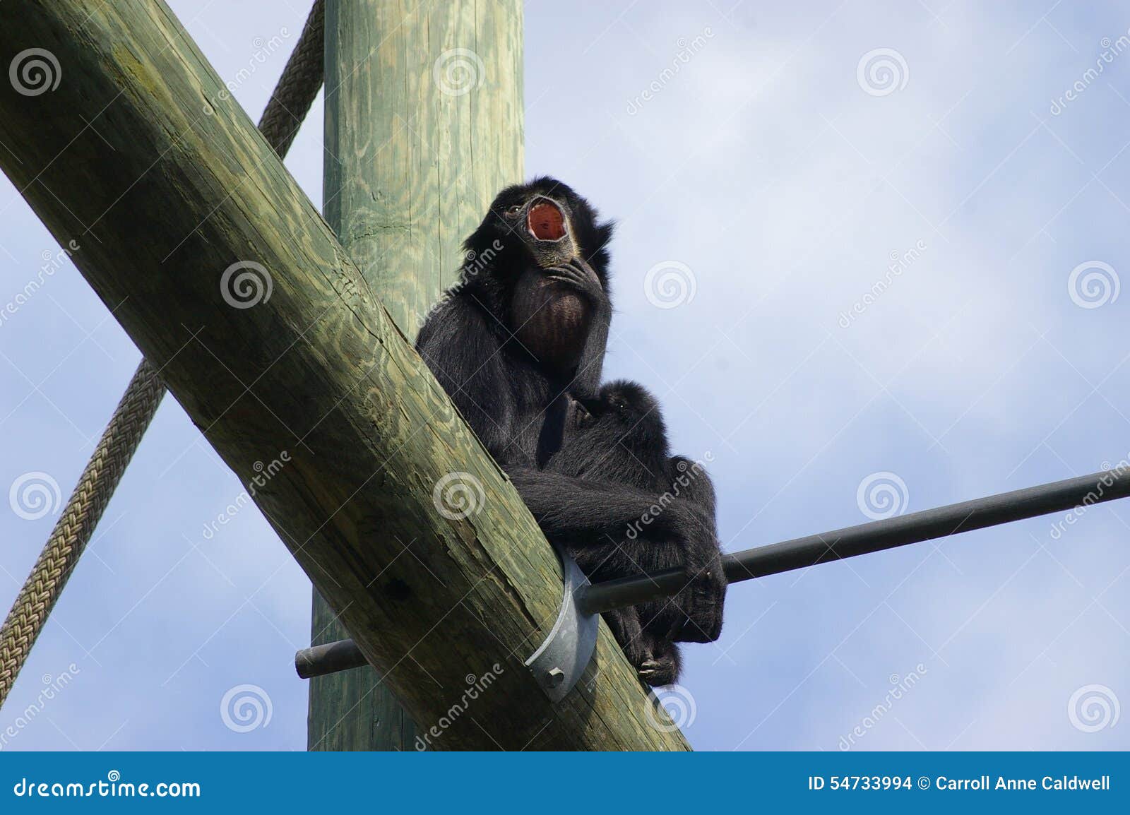 Howler monkey stock photo. Image of monkey, pole, noisy - 54733994