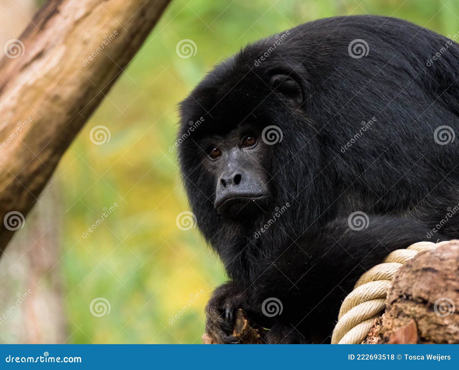 Howler Monkey Staring in the Distance Stock Photo - Image of animals ...