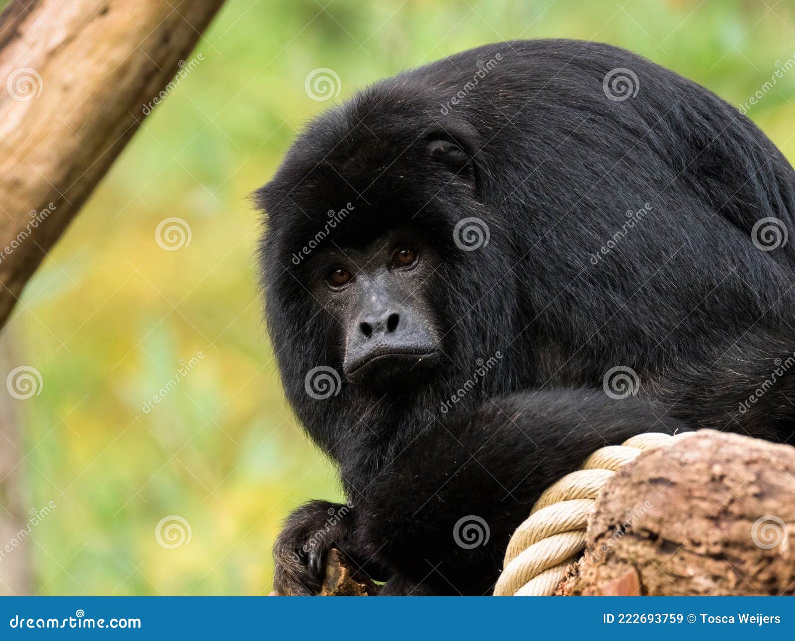 Howler Monkey Staring in the Distance Stock Image - Image of rain, tree ...