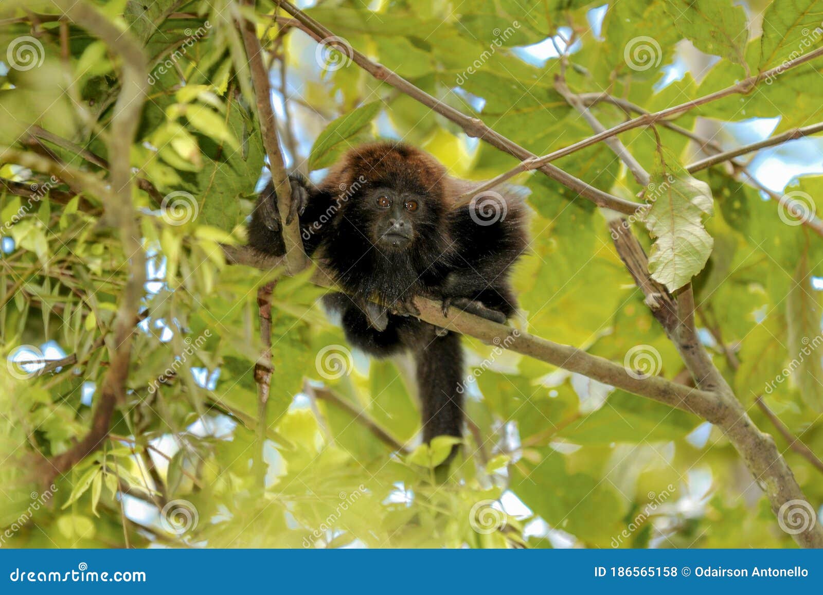 Howler Monkey on Tree Branch Stock Photo - Image of brazil, primate ...