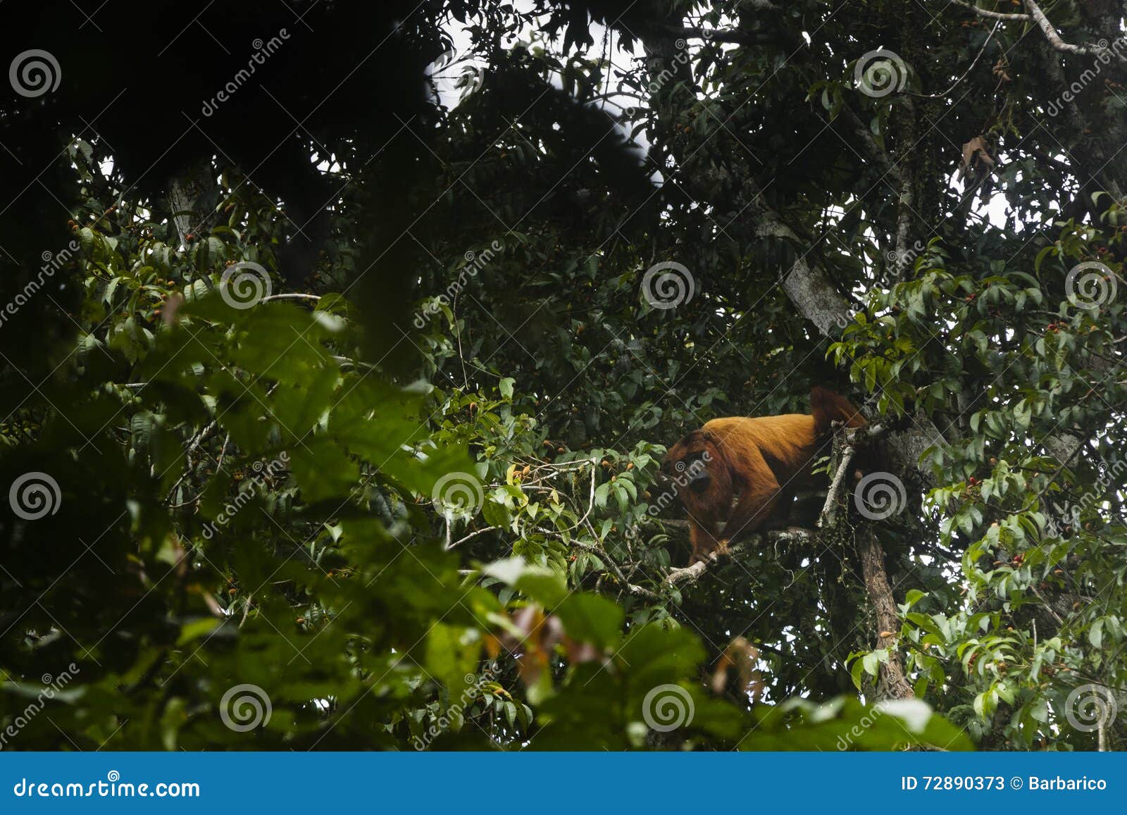 A howler monkey in a tree stock image. Image of rainforest - 72890373