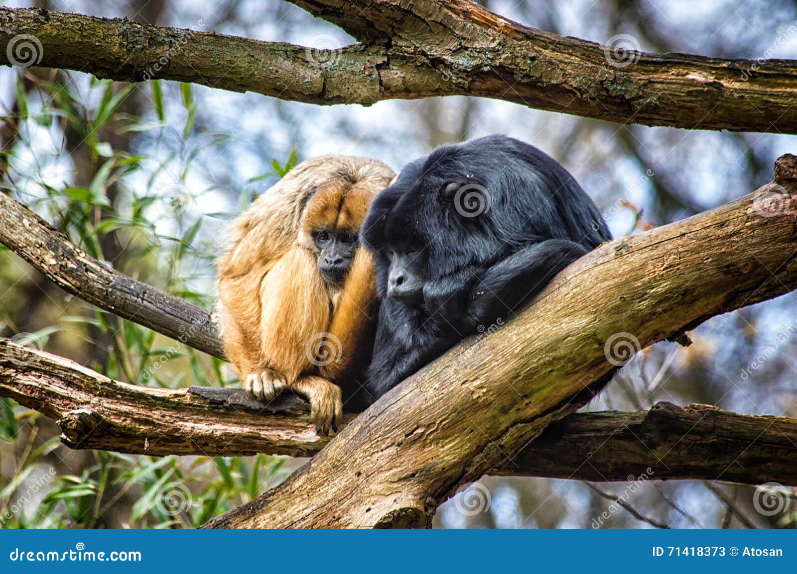 Howler monkey on a tree stock image. Image of jump, endangered - 71418373