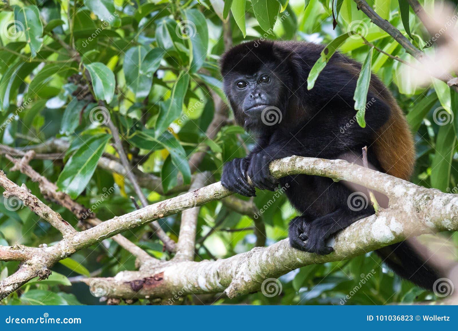 Howler Monkey in Costa Rica Stock Image - Image of palliata, nature ...