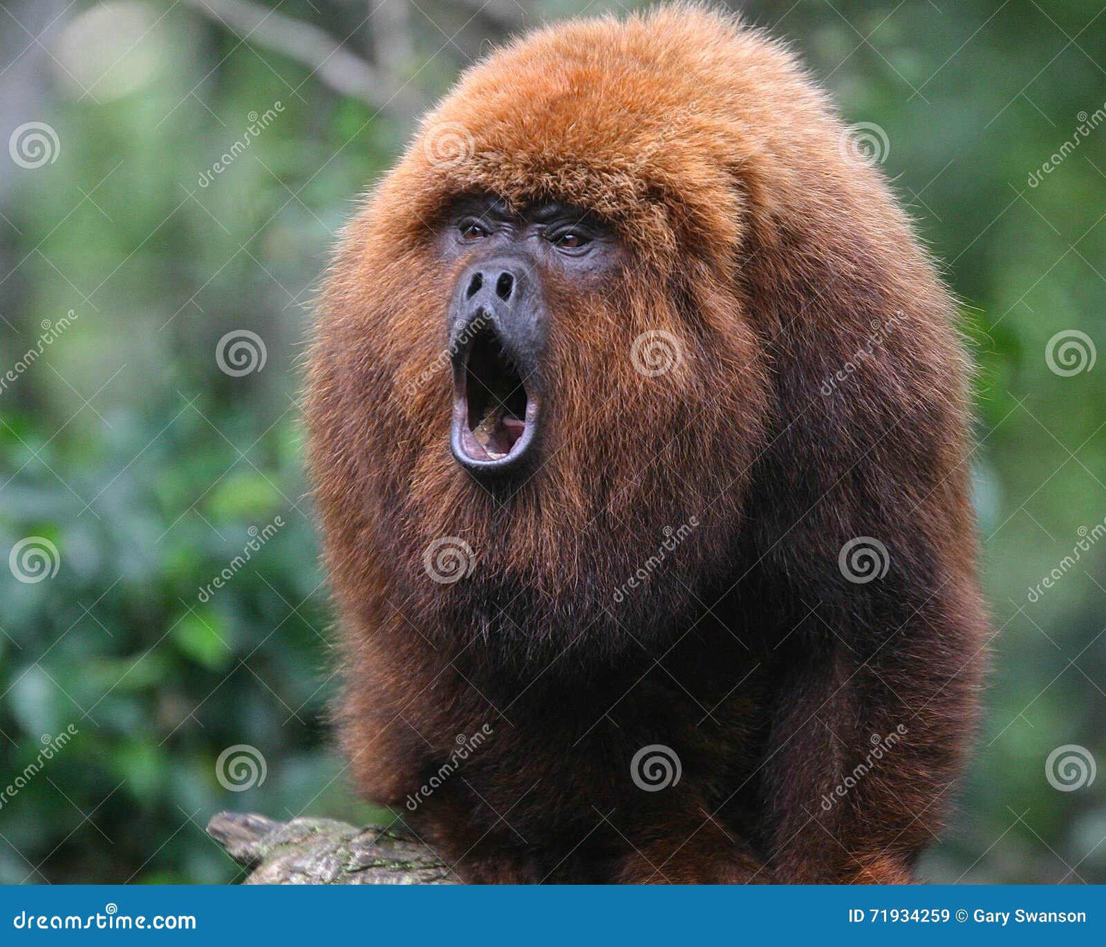 Wild Howler Monkey Sitting In Mango Tree Royalty-Free Stock Photography ...