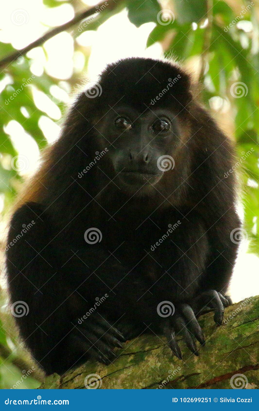 Young Howler Monkey Sitting on a Tree Branch. Costa Rica. Stock Image ...