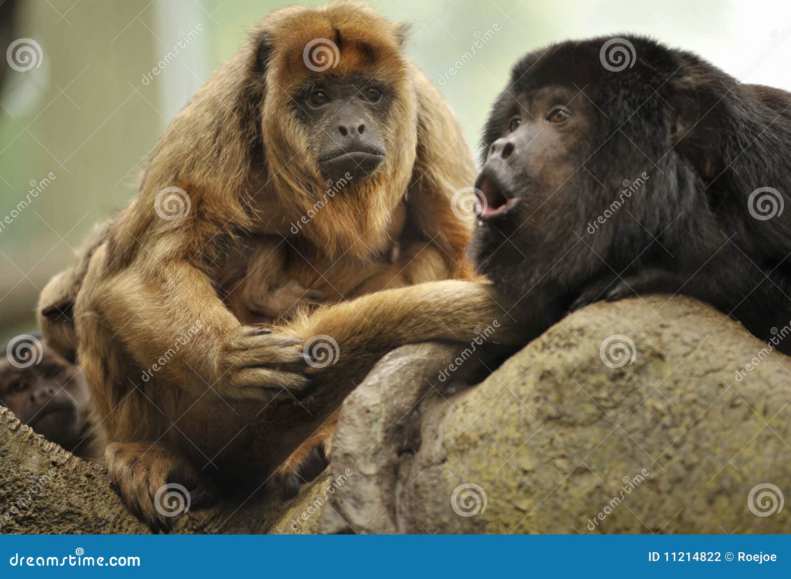 Howler monkeys stock photo. Image of natural, animal - 11214822