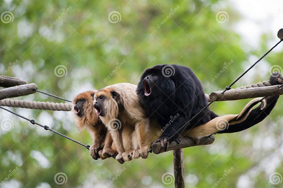 Howler monkeys stock image. Image of forest, fauna, creature - 20124625
