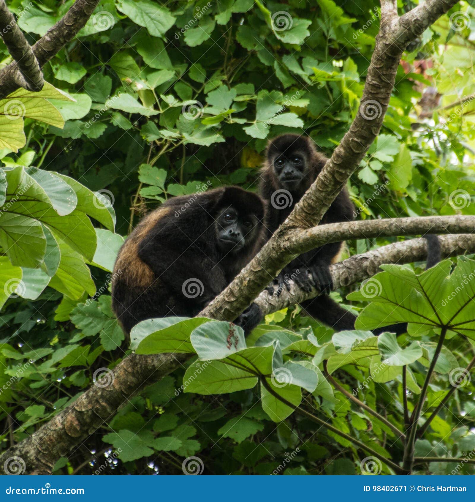 Howler Monkeys in a Tree stock image. Image of horn, mexico - 98402671