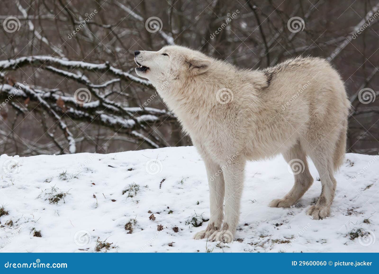 Howling Arctic Wolf Stock Photo - Image: 29600060