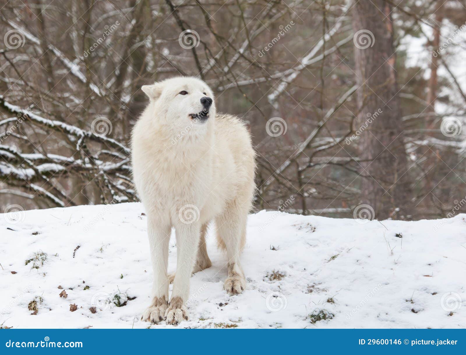 Howling arctic wolf stock photo. Image of look, eyes - 29600146