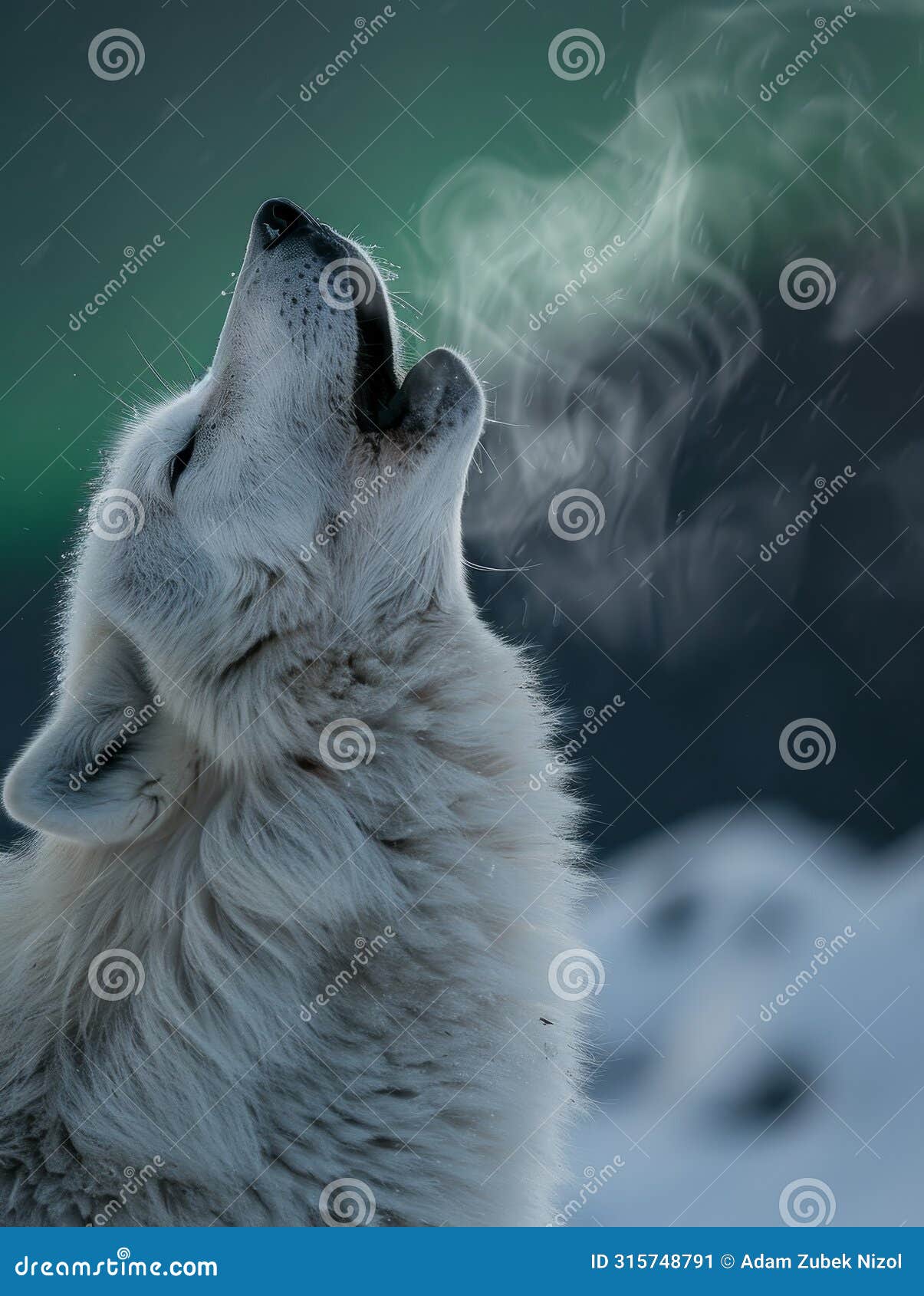 Howling Arctic Wolf in Snowy Landscape Stock Illustration ...
