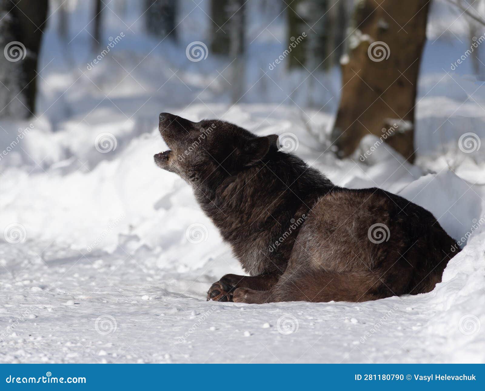 Howling Black Wolf