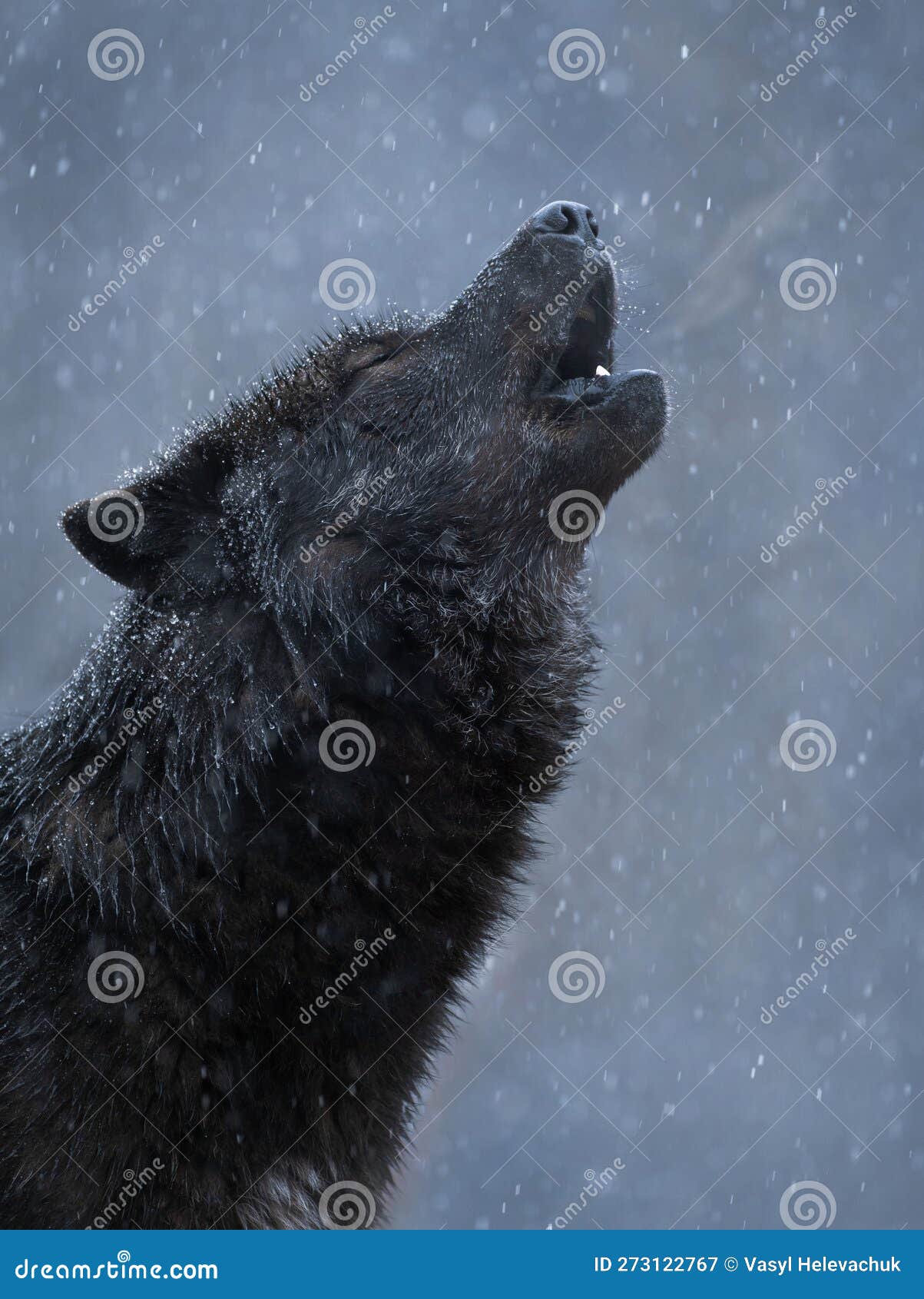 Howling Black Canadian Wolf in Winter in Snowfall Stock Image - Image ...
