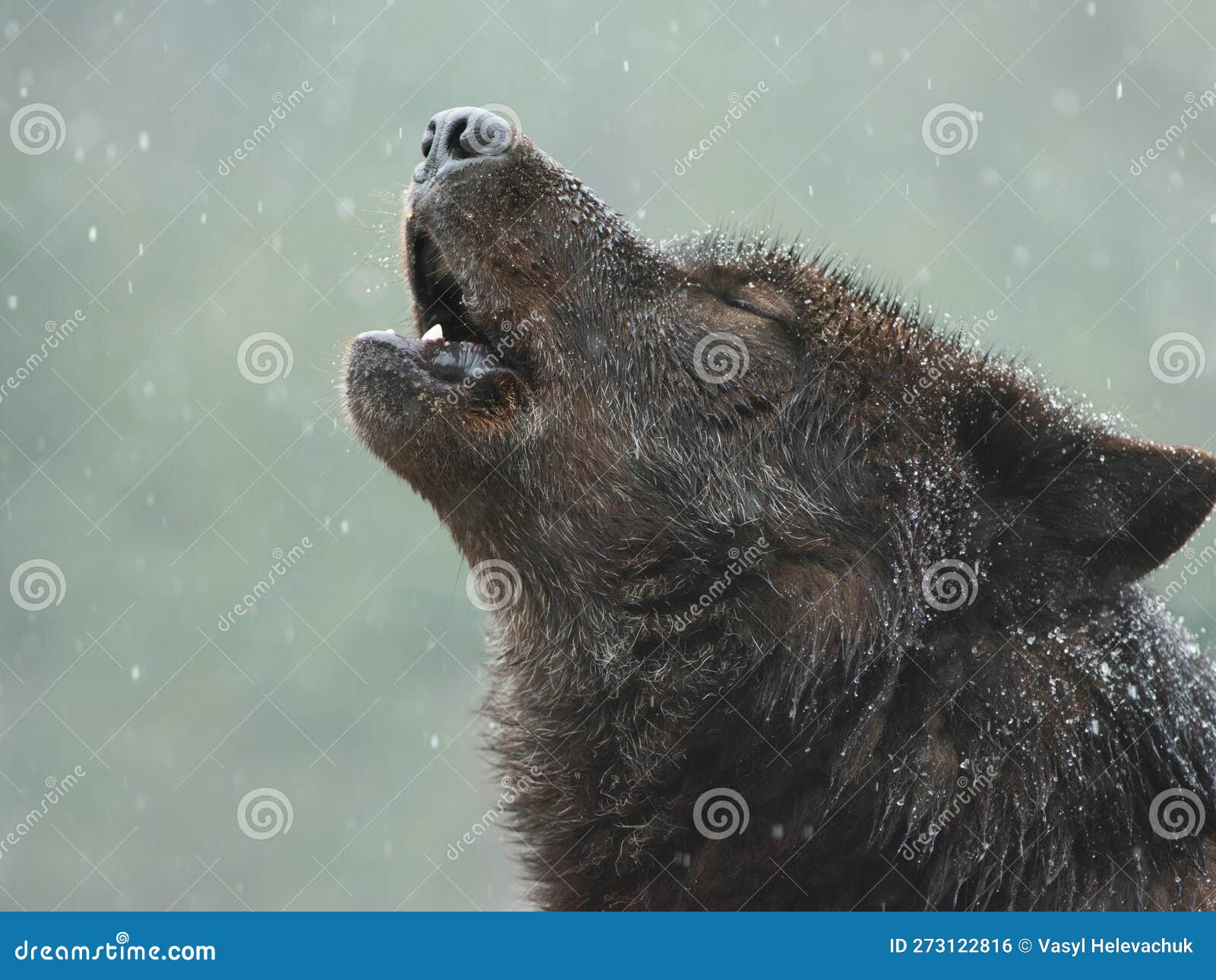 Canadian Wolf Lies On The Background Of A Howling Wolf Isolated On A ...
