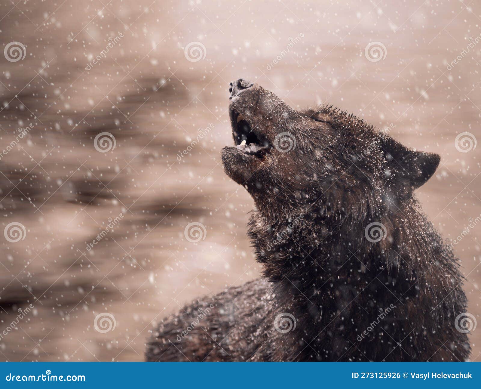 Howling Black Canadian Wolf in Winter in Heavy Snowfall Stock Photo ...