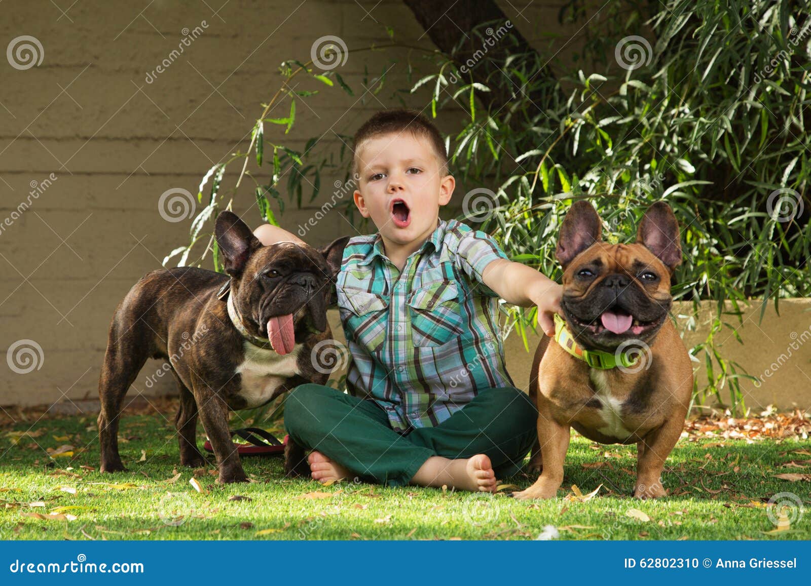 Howling Boy with Bulldogs stock photo. Image of bulldog - 62802310