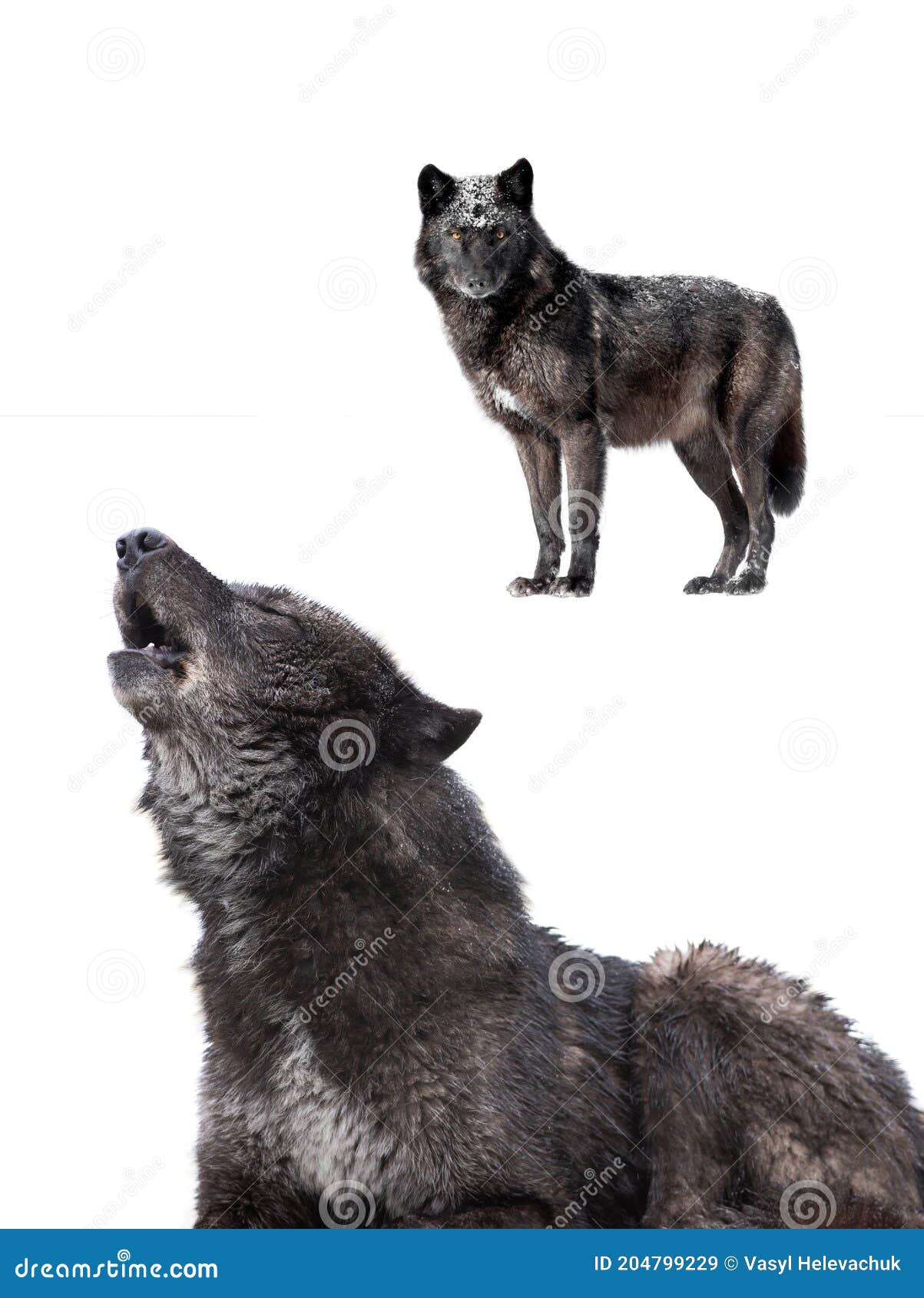 Howling Canadian Black Wolf Isolated on White Stock Image - Image of ...