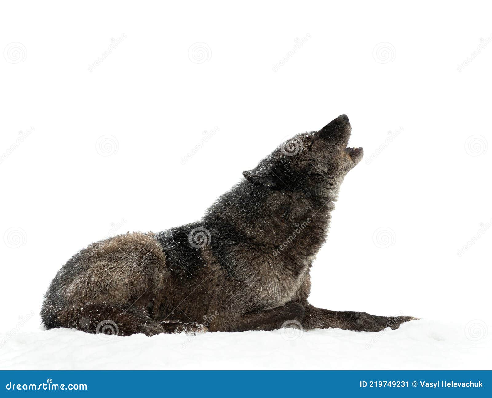 Howling Canadian Wolf during Snowfall Isolated on White Background ...