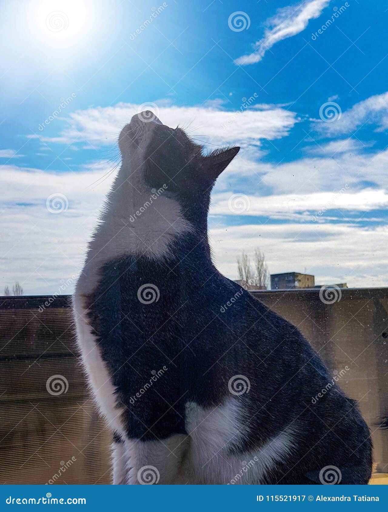Howling cat stock image. Image of neko, howling, sunny - 115521917