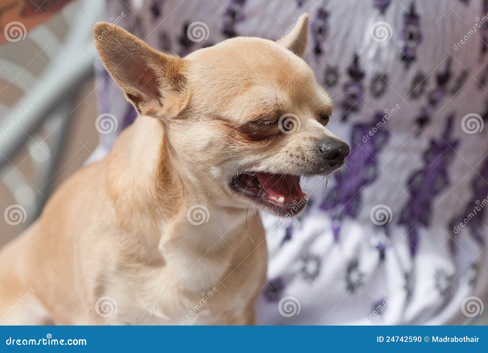 Howling chihuahua dog stock photo. Image of neat, lapdog - 24742590
