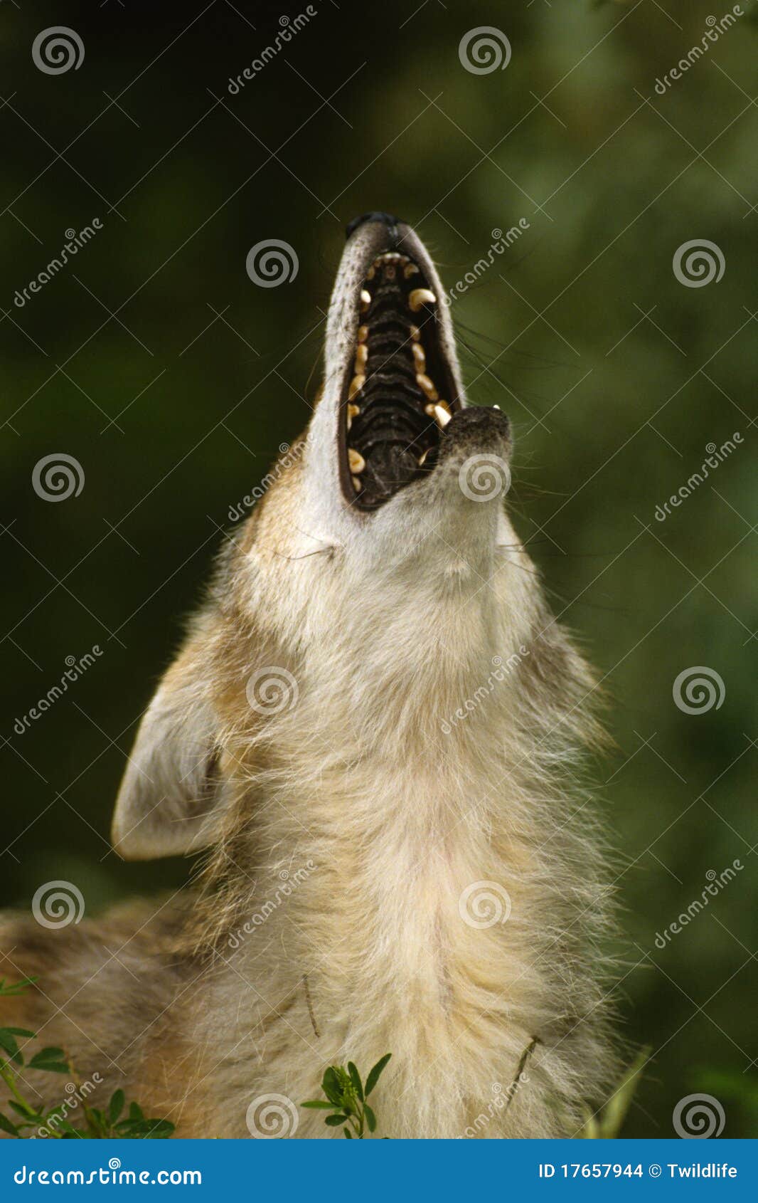 Howling Coyote stock photo. Image of outdoors, wildlife - 17657944
