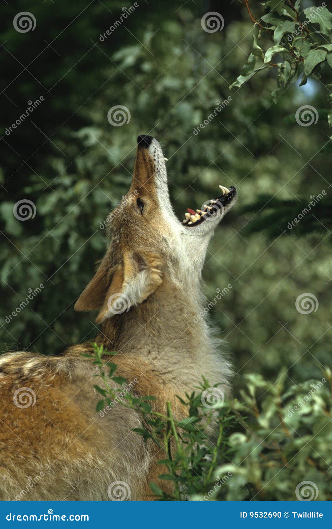 Howling Coyote stock photo. Image of outdoors, ears, hunter - 9532690