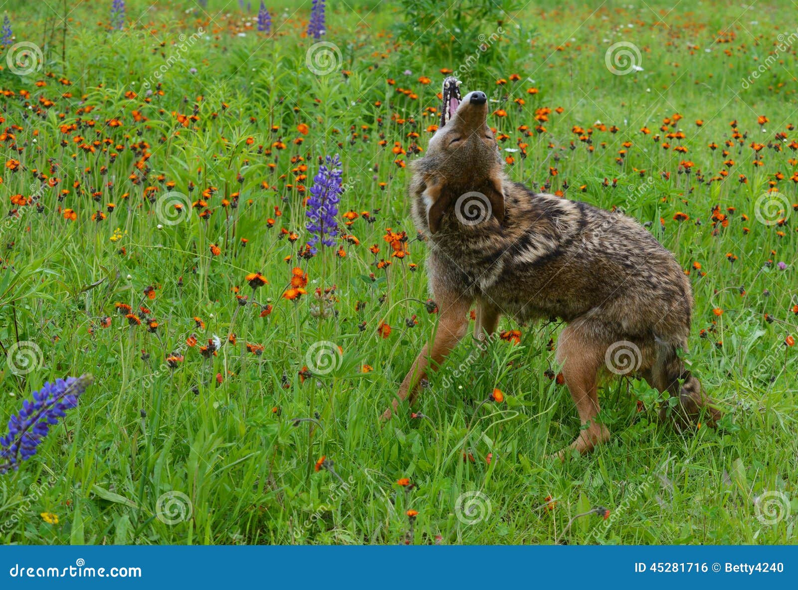 Howling Coyote in a Field of Wildflowers. Stock Photo - Image of animal ...