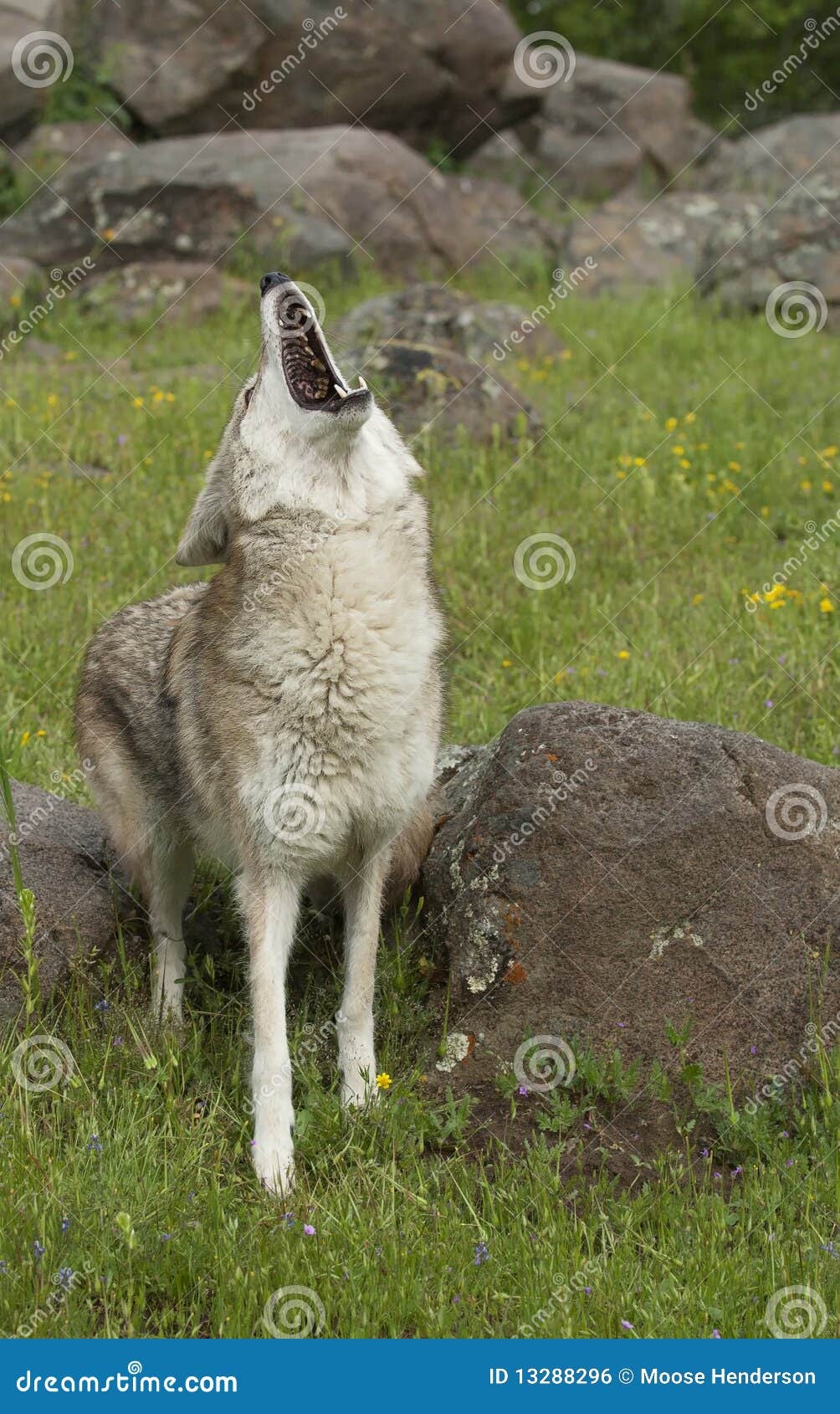 Howling Coyote In A Field Of Wildflowers. Royalty-Free Stock ...