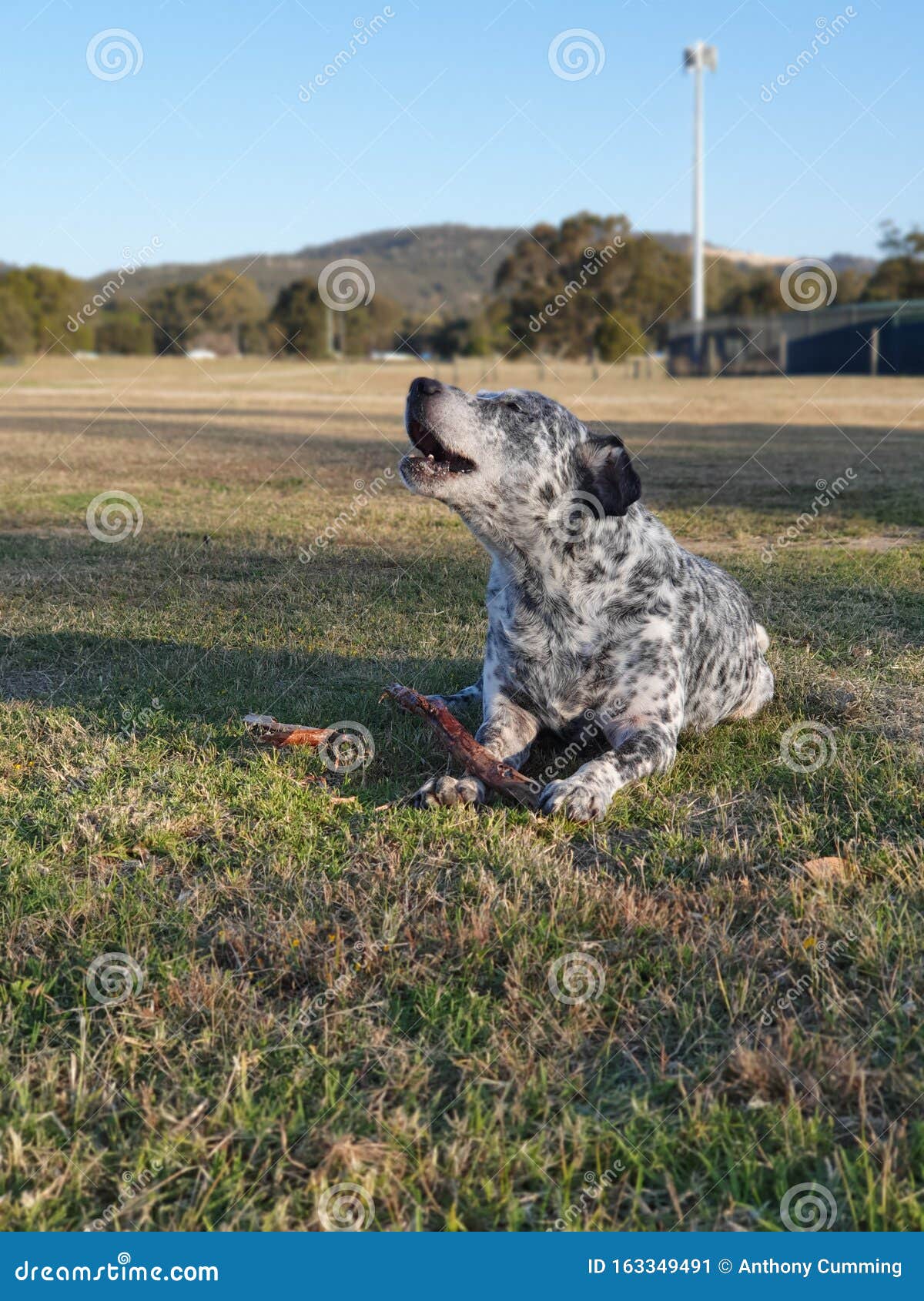 Howling dog stock image. Image of howling, park, animal - 163349491