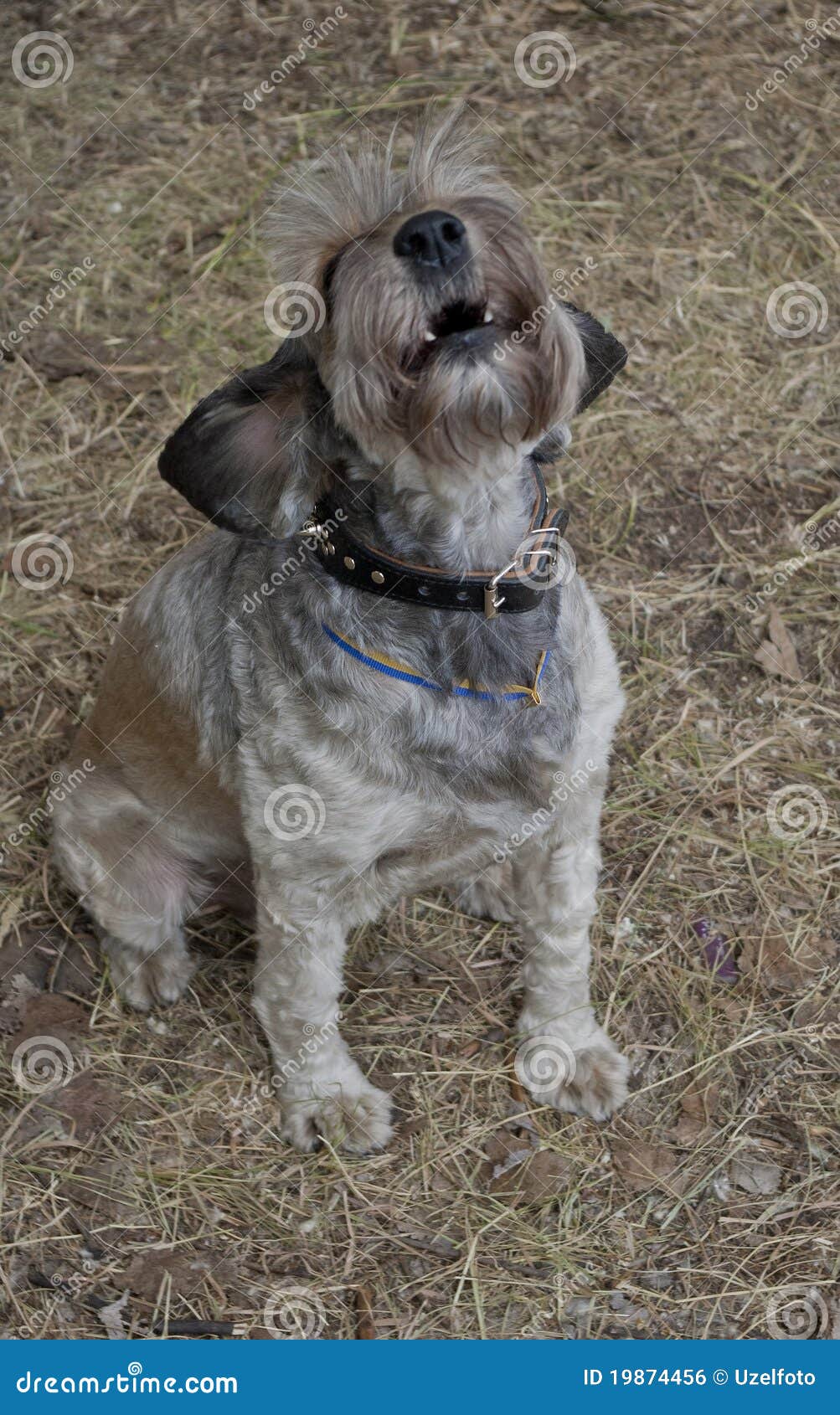Howling dog stock photo. Image of animal, gowl, grass - 19874456