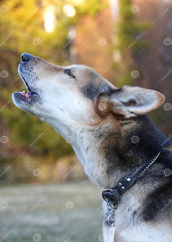 Howling dog stock image. Image of howl, bowwow, face, bark - 4395345