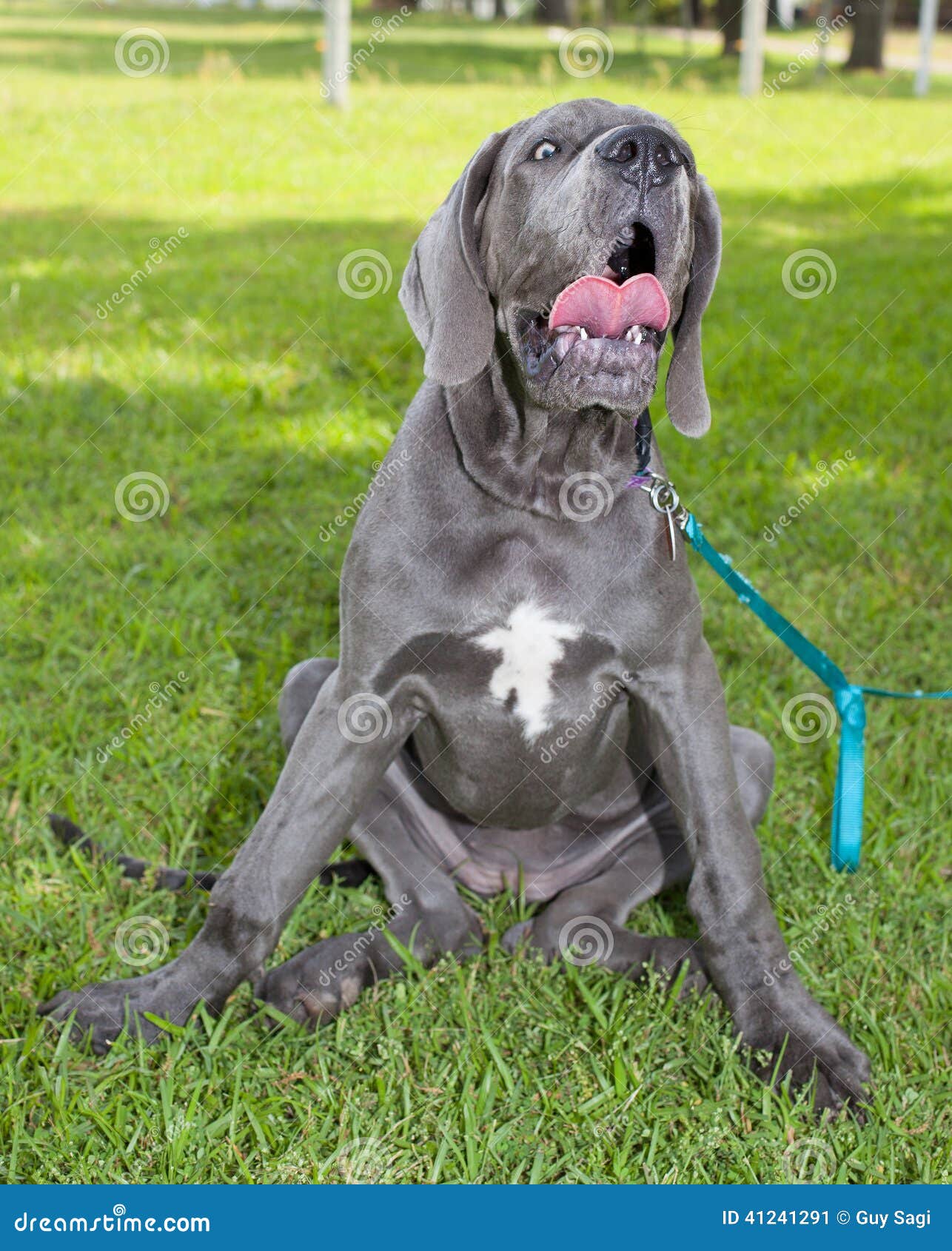Howling dog stock image. Image of collar, nose, dane - 41241291