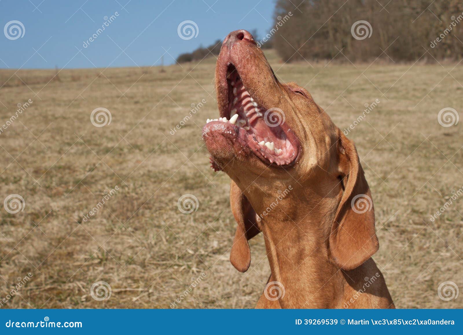 Howling dog stock image. Image of pets, longing, cooling - 39269539