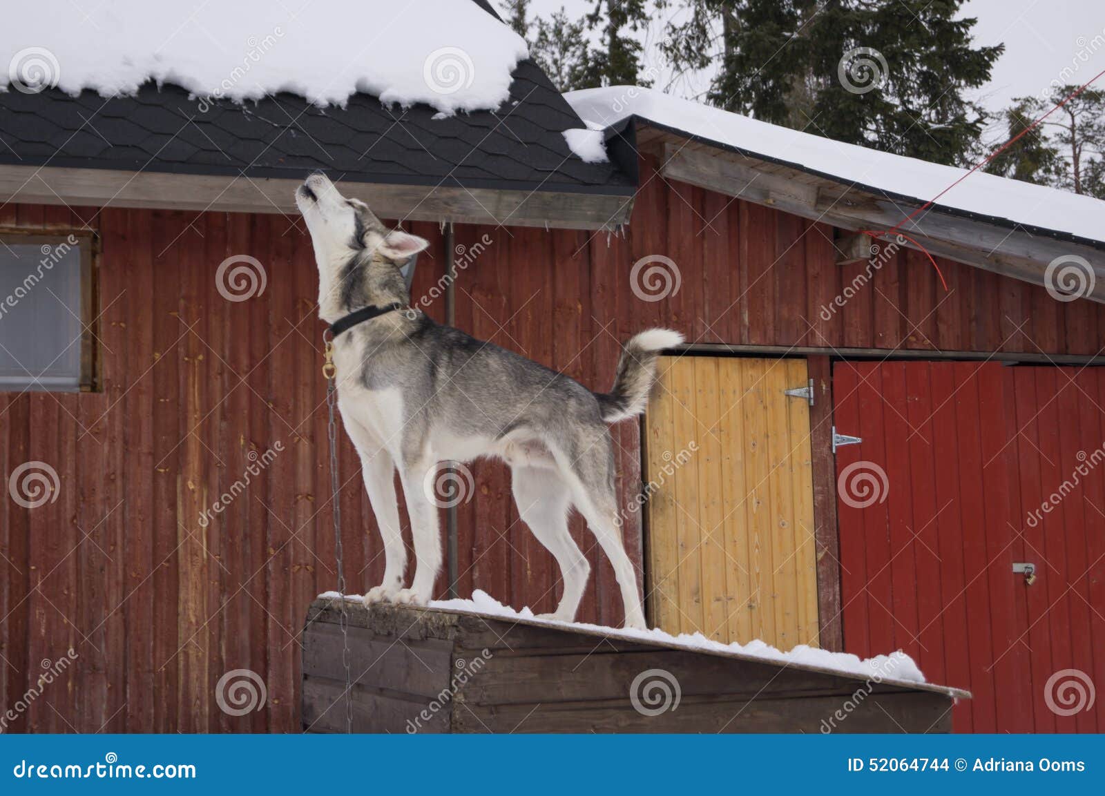 Howling dog stock photo. Image of huskies, winter, siberian - 52064744
