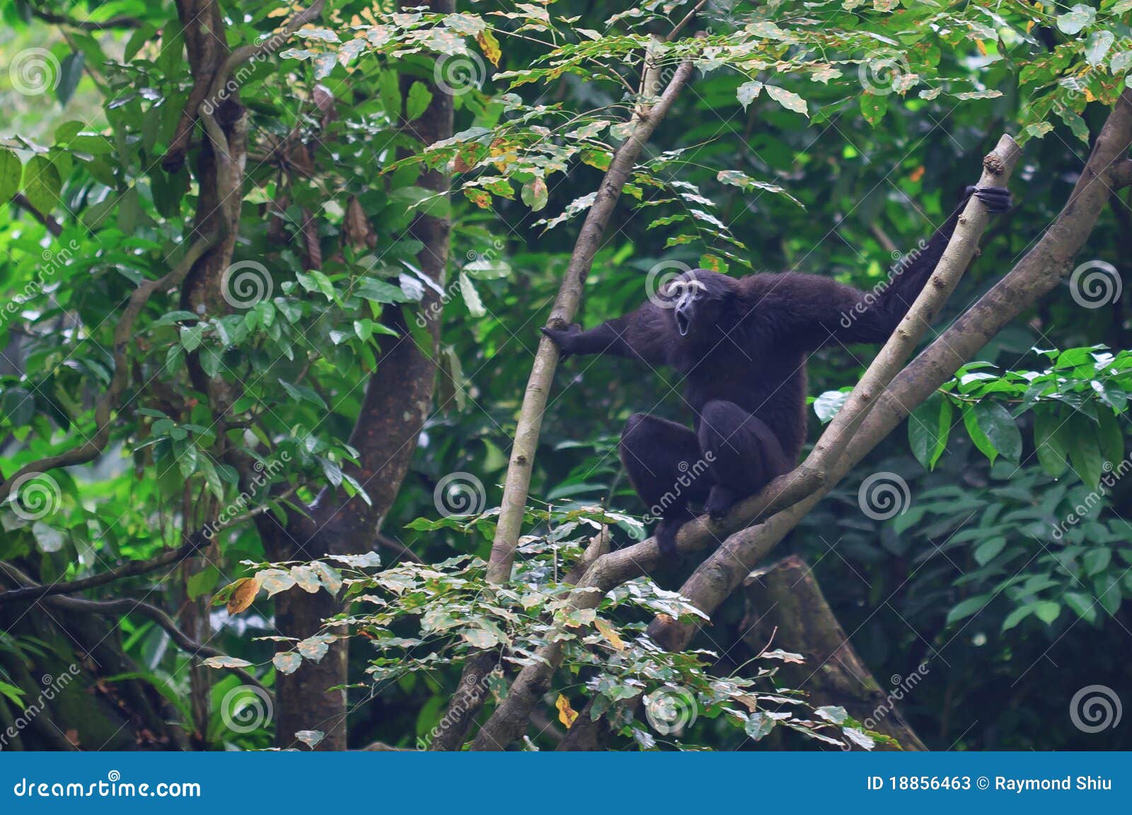 Howling Gibbon stock image. Image of nature, primate - 18856463