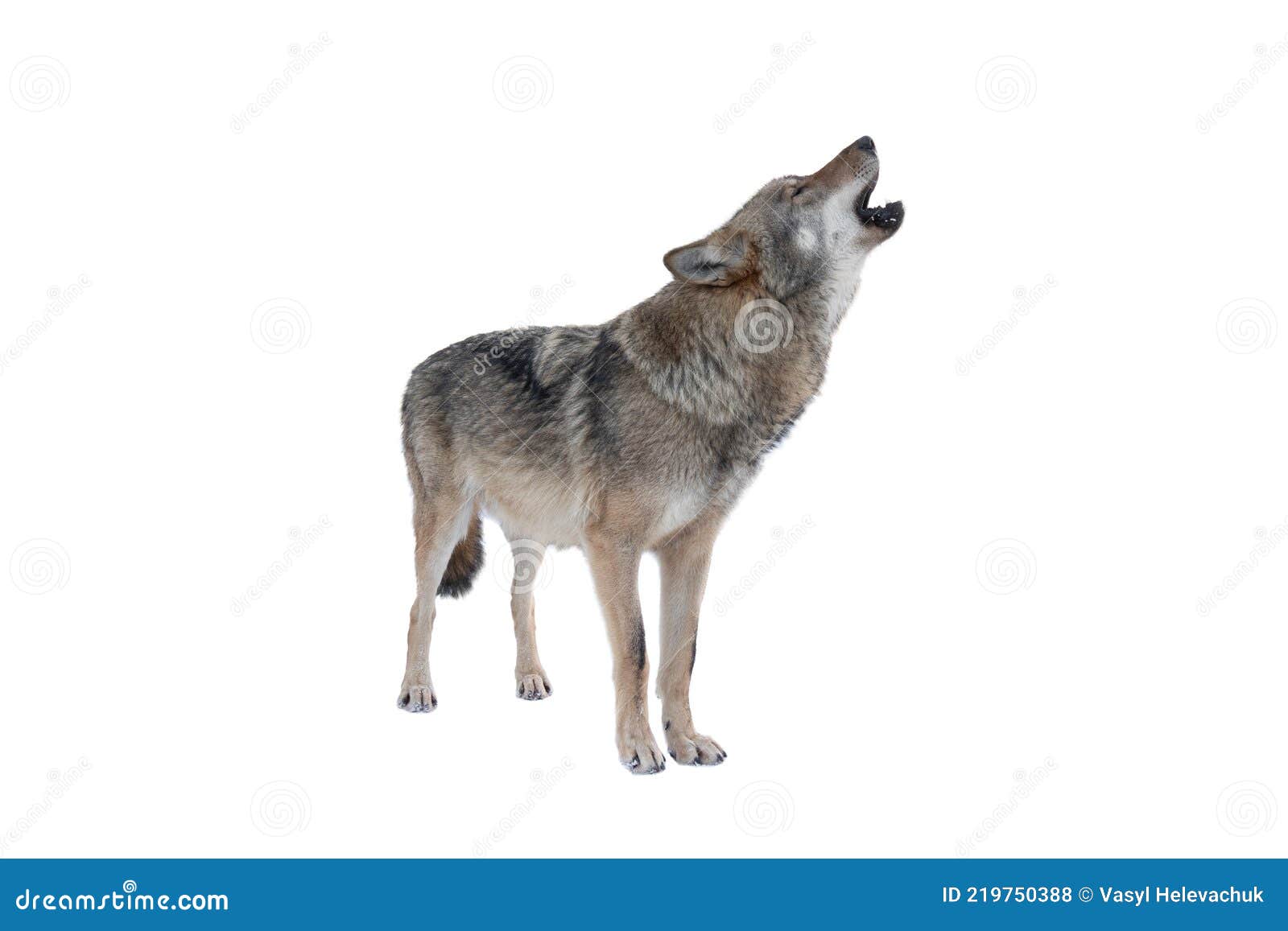 Howling Gray Wolf Stock Image | CartoonDealer.com #42085777