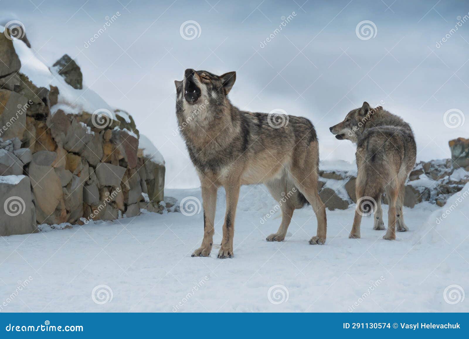 Howling Gray Wolves on Background of Stones Stock Photo - Image of ...