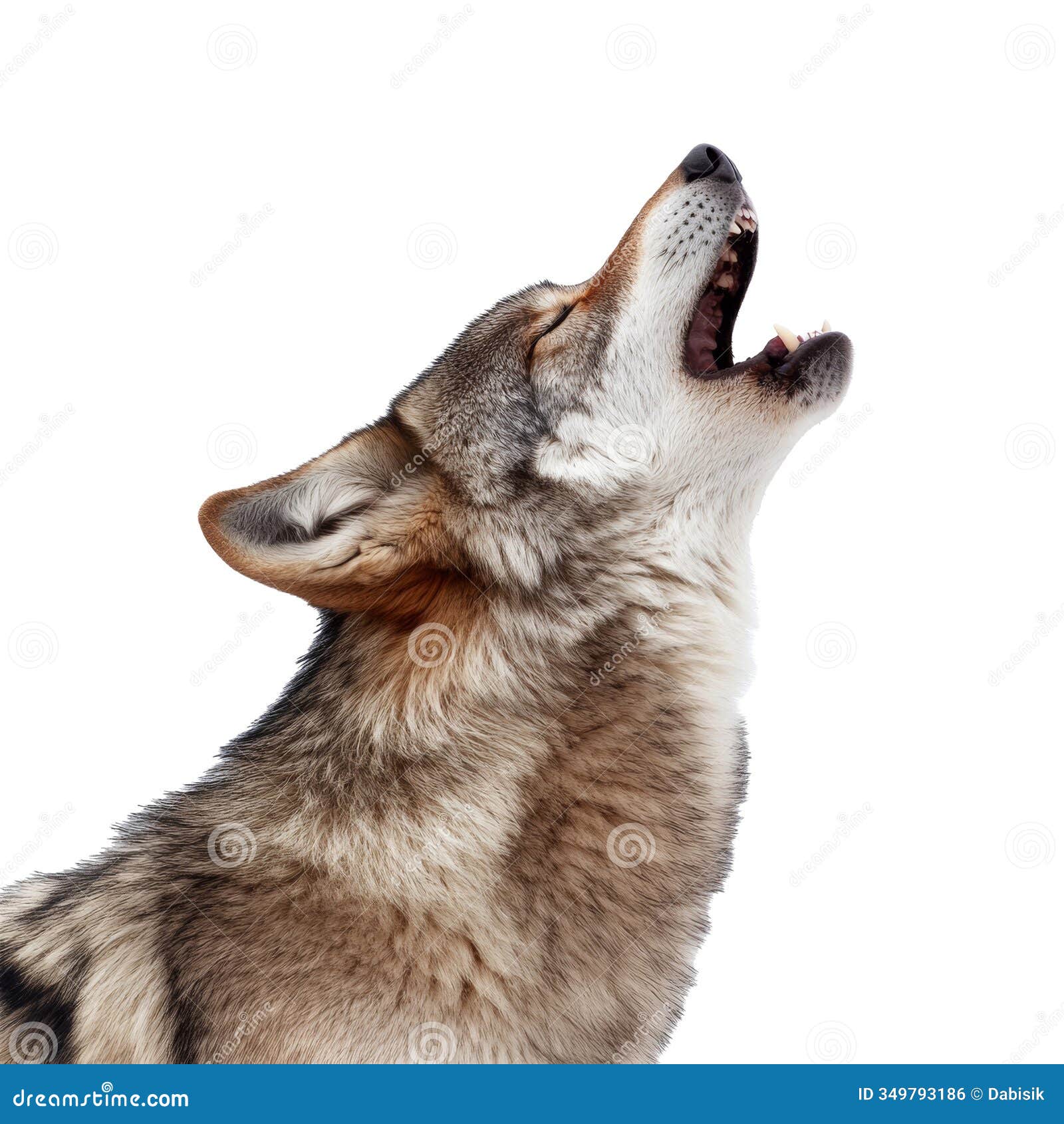 Howling Grey Wolf stock photo. Image of wilderness, howling - 349793186