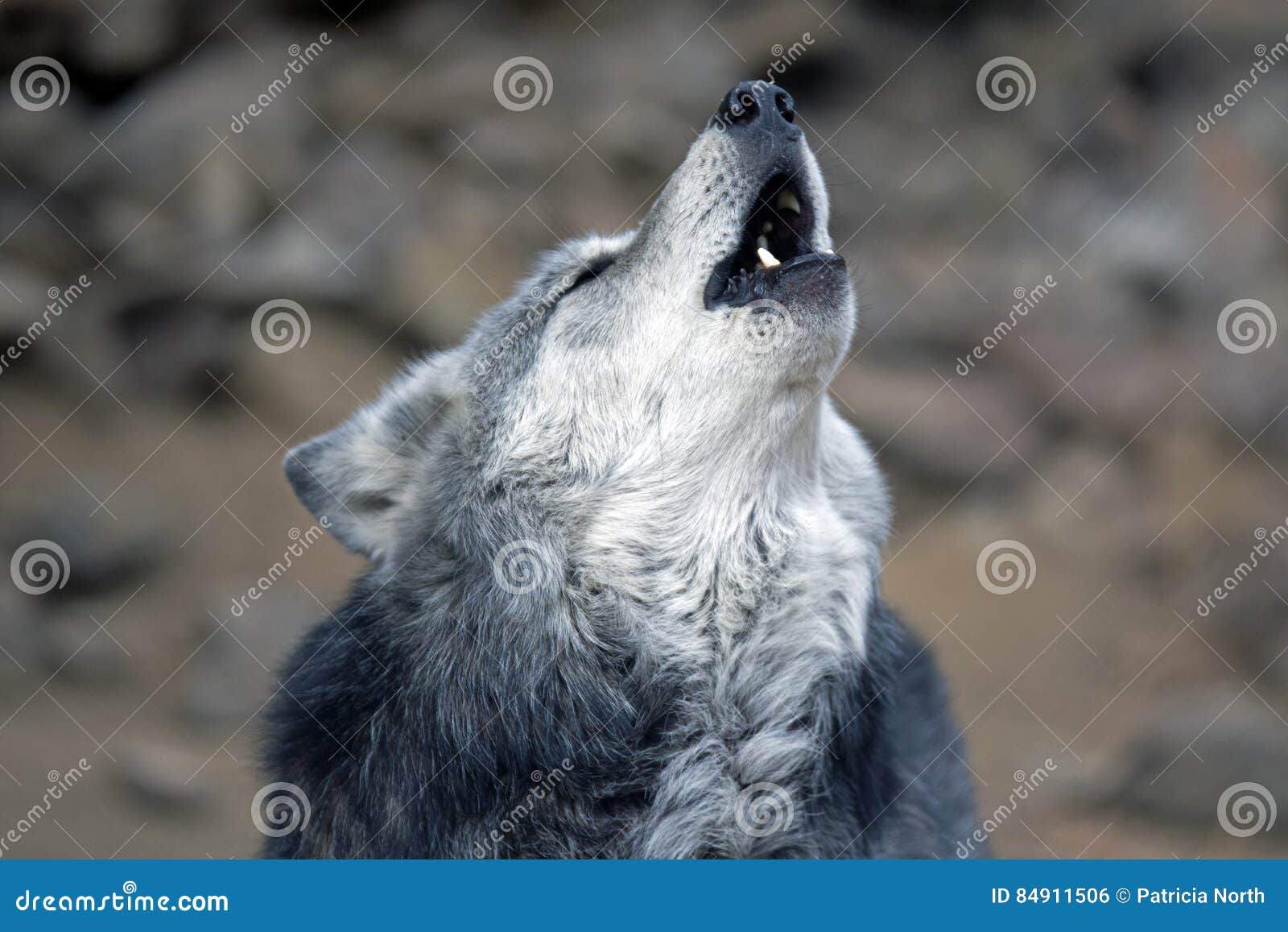 Howling stock photo. Image of bark, wolves, grey, participates - 84911506
