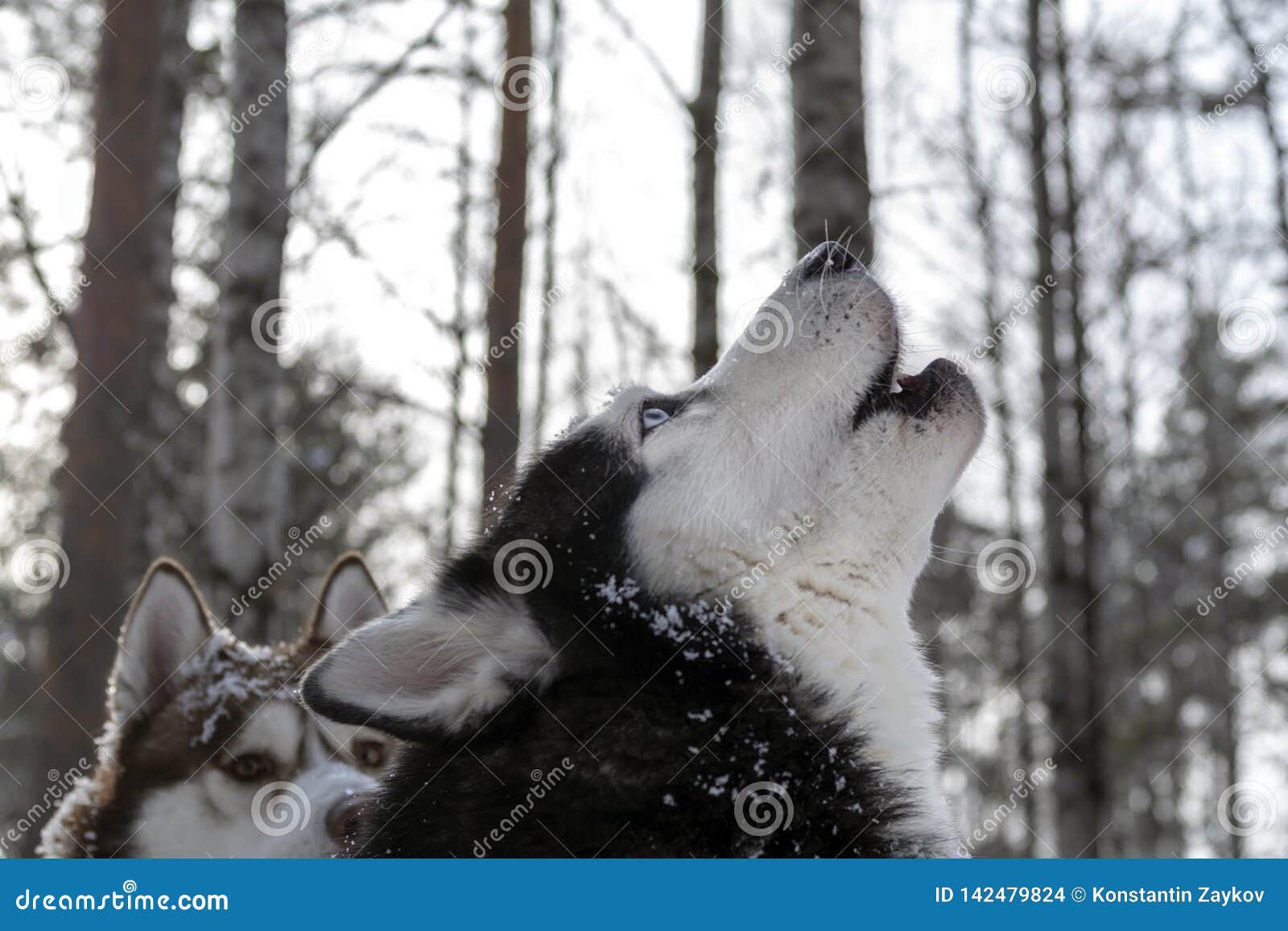 Howling Husky Dog Stock Photos - Download 181 Royalty Free Photos