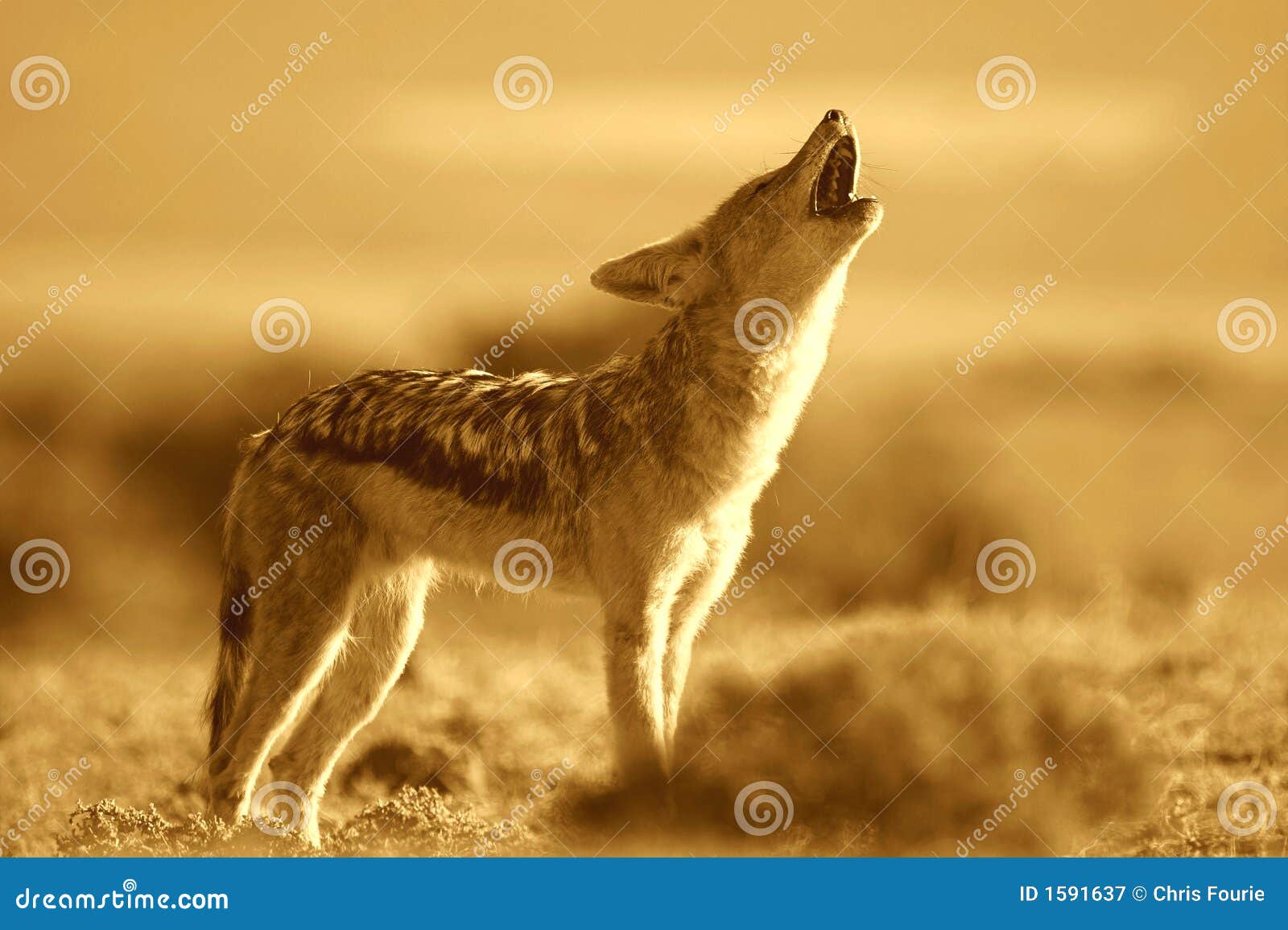 Howling Jackal stock image. Image of mammals, parks, howling - 1591637