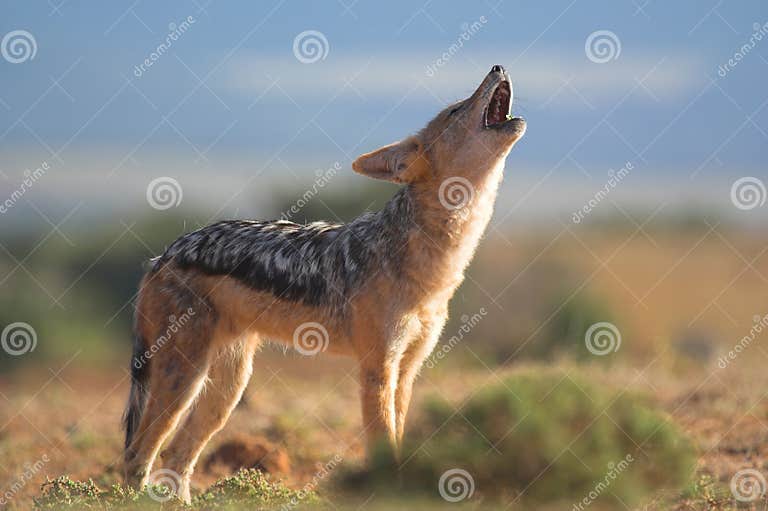 Howling Jackal stock image. Image of predator, teeth, carnivore - 604213
