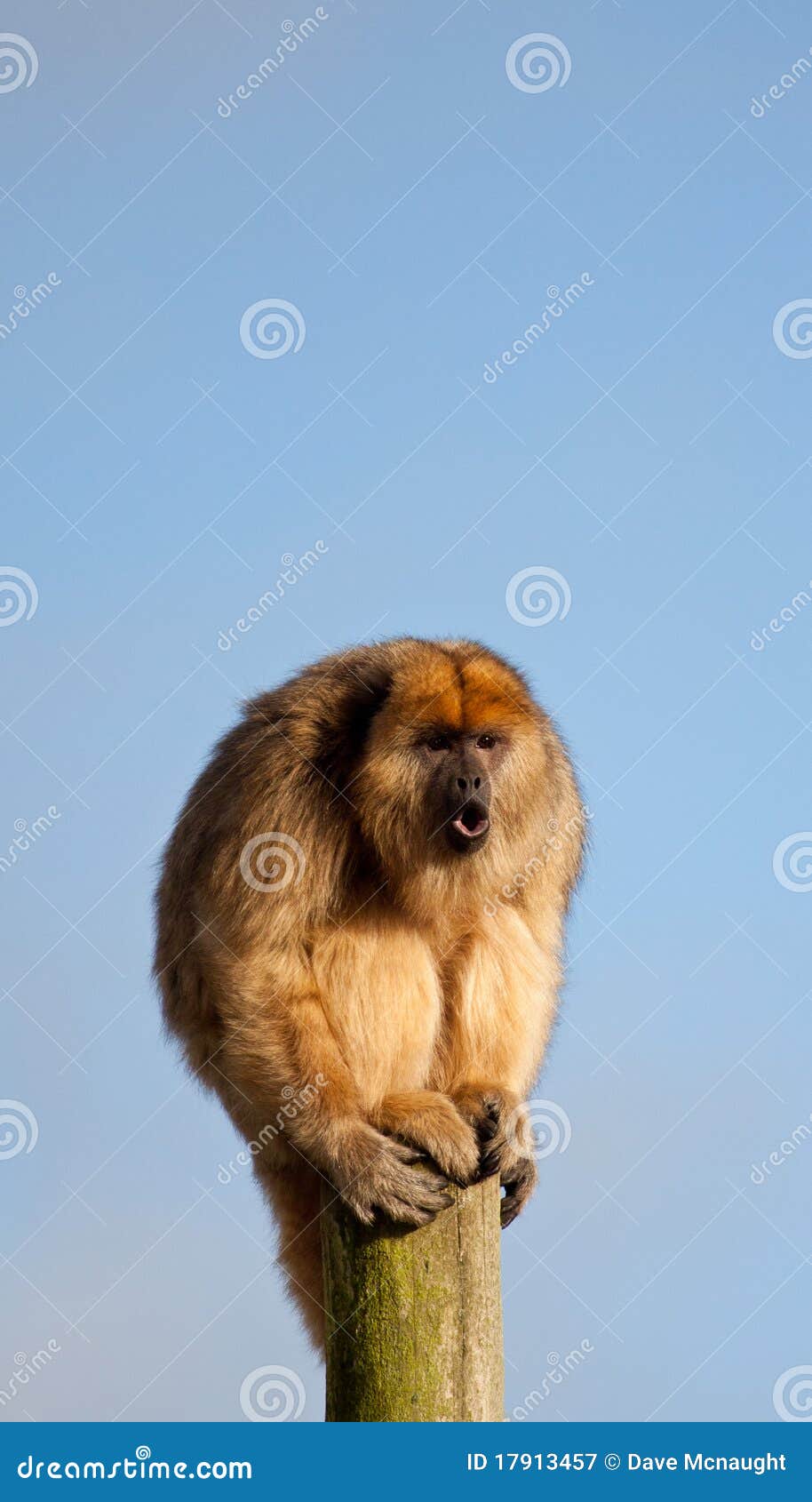 Howling monkey stock image. Image of canon, 200mm, park - 17913457