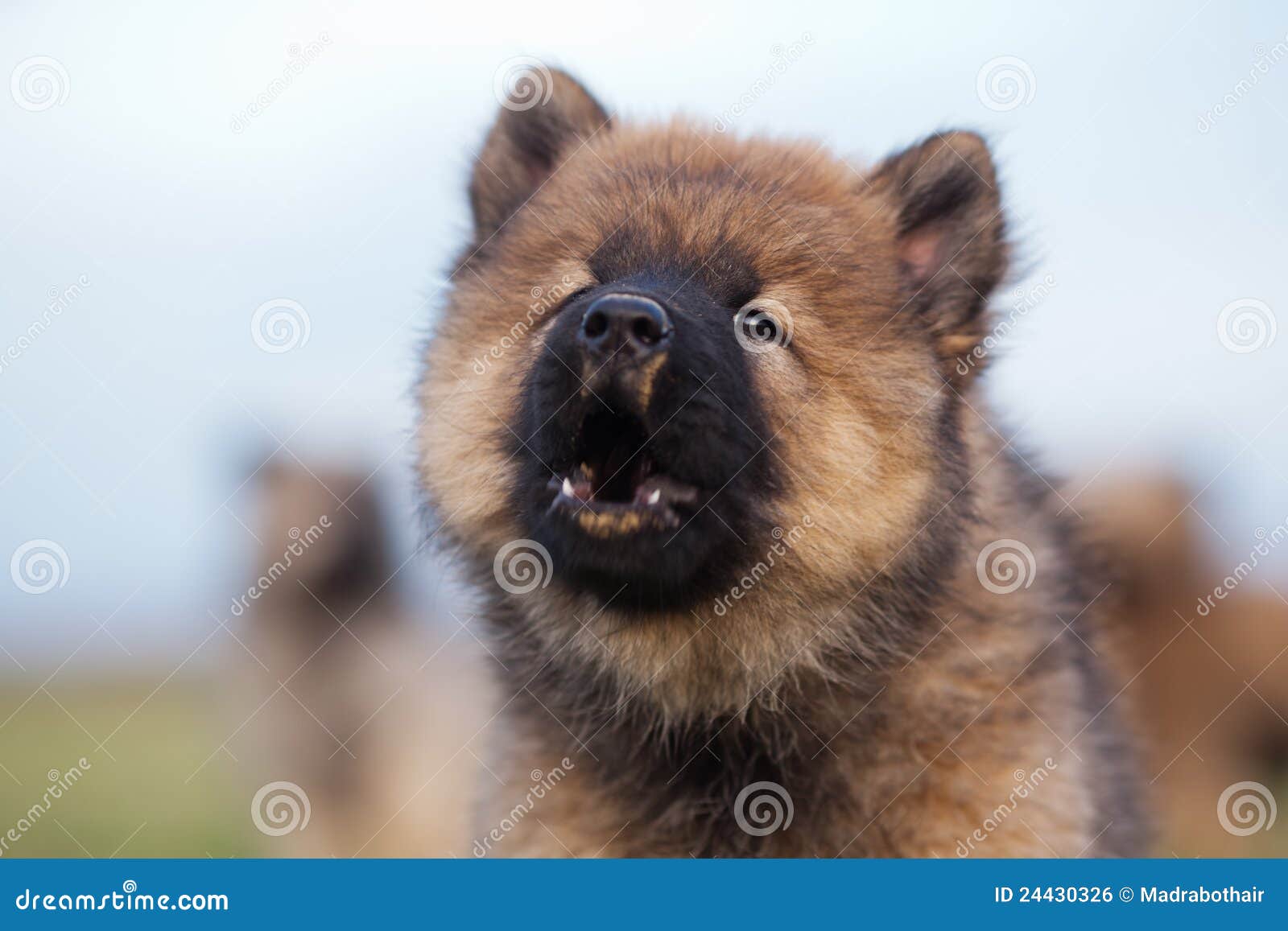 Howling puppy stock photo. Image of child, baby, howl - 24430326
