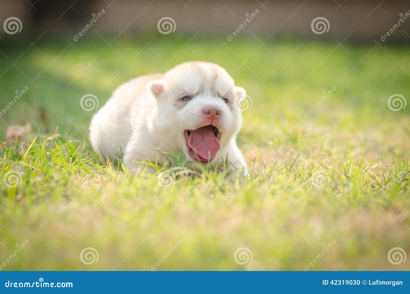 Howling Puppy Siberian Husky Stock Photo - Image of animals, howling ...