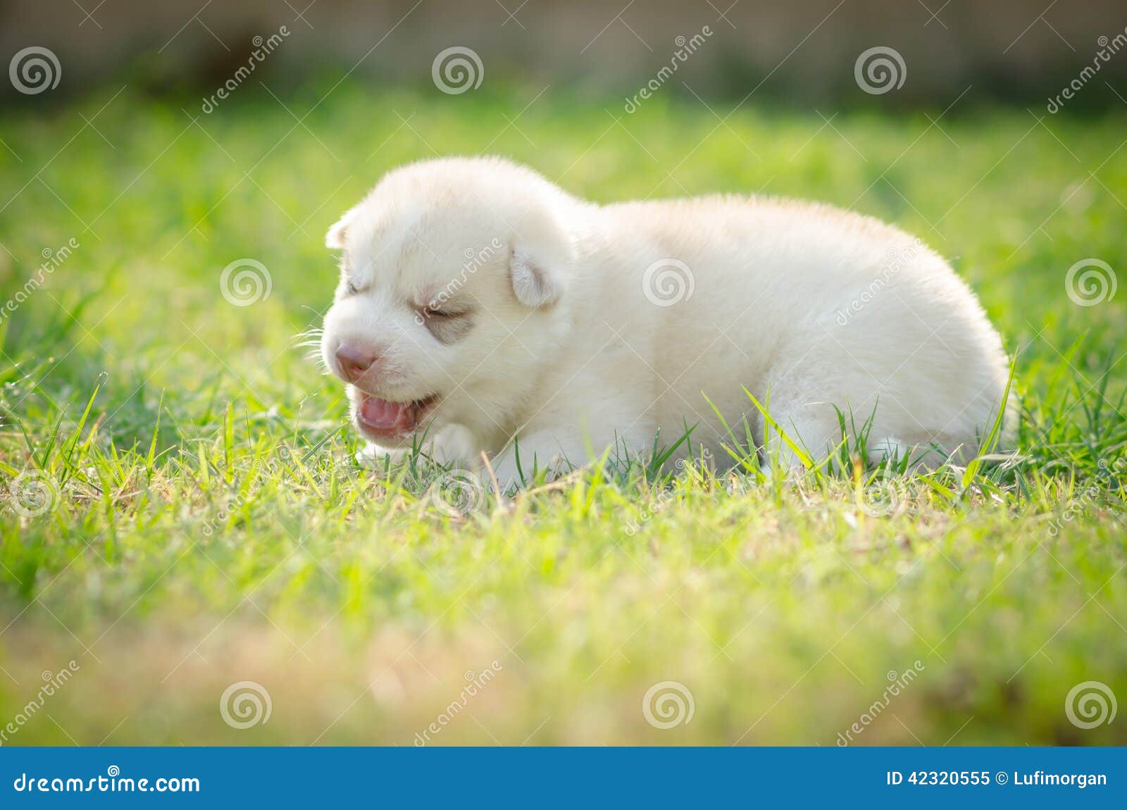 Howling Puppy Siberian Husky Stock Image - Image of wooden, golden ...